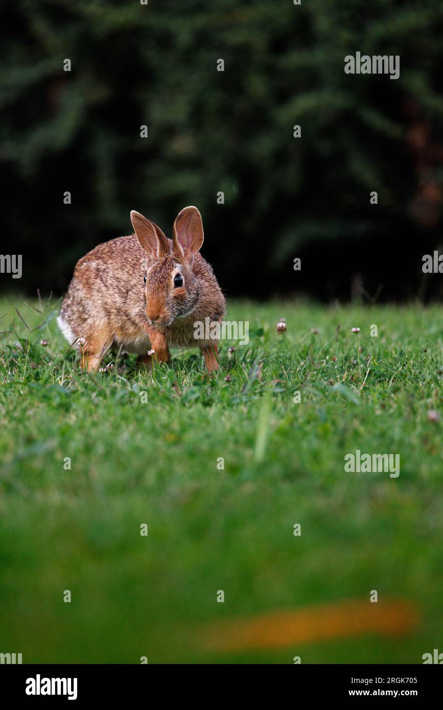 Old world rabbit (Oryctolagus cuniculus) in grass in Piemont Stock ...