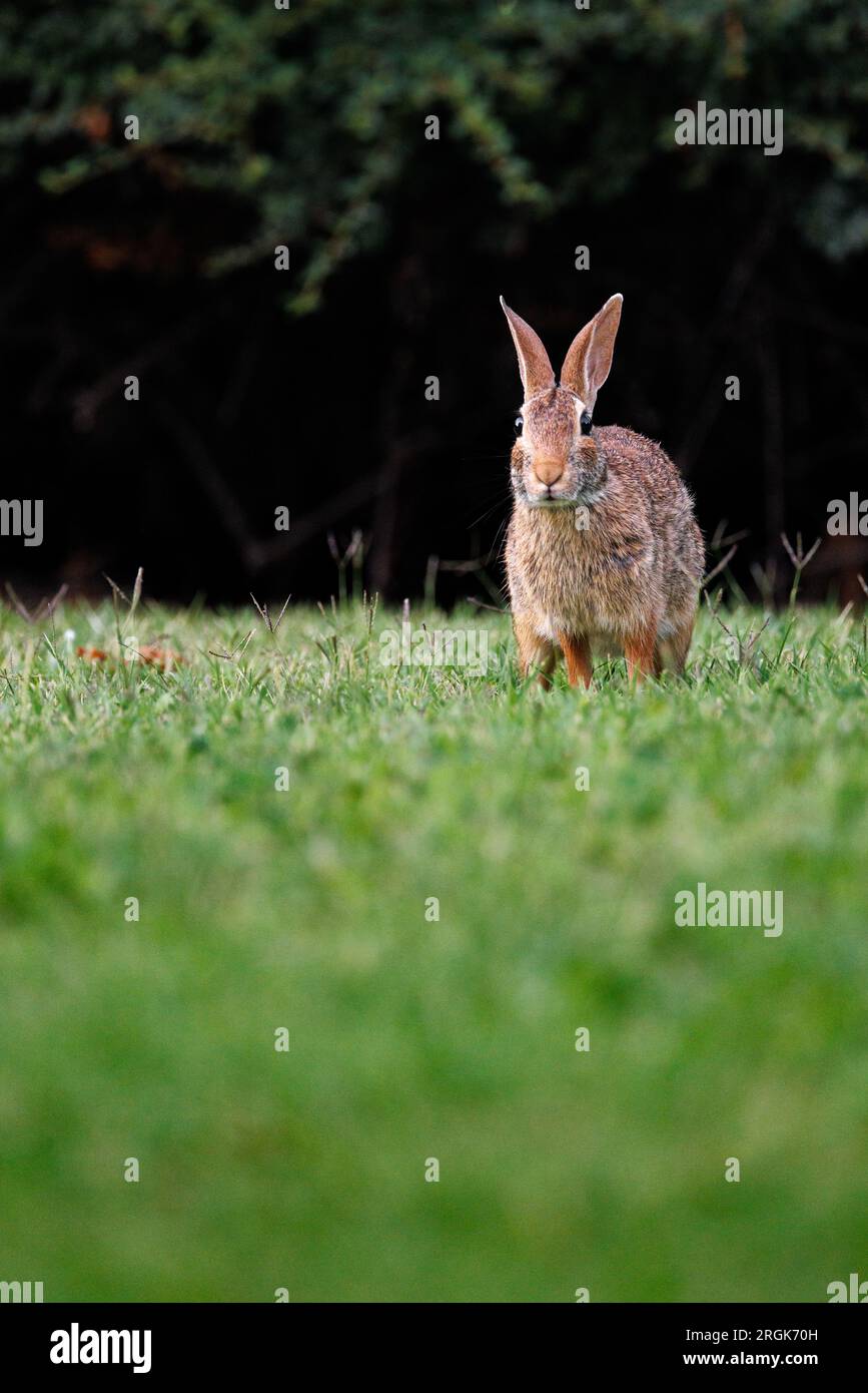 Old world rabbit (Oryctolagus cuniculus) in grass in Piemont Stock ...
