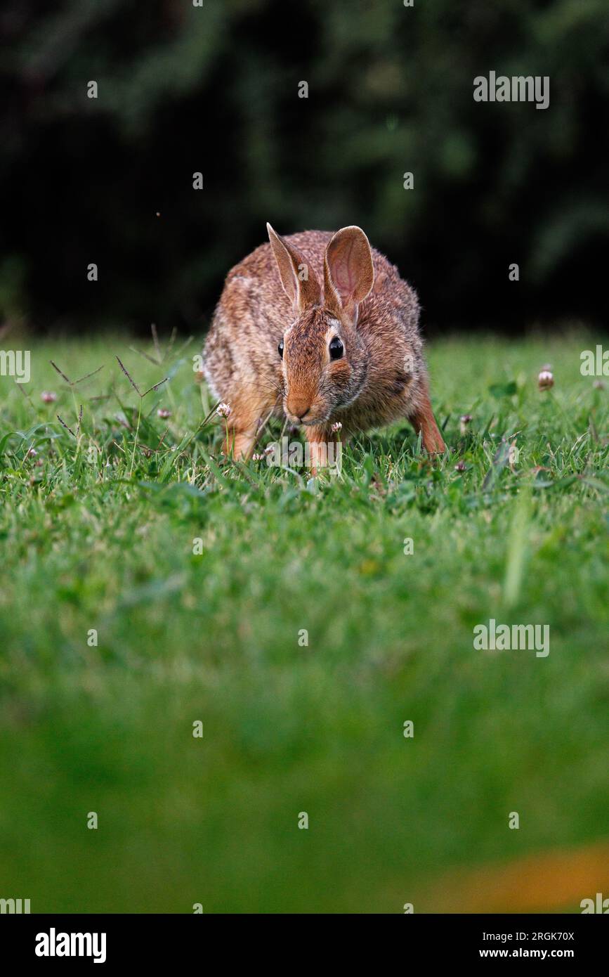 Old world rabbit (Oryctolagus cuniculus) in grass in Piemont Stock ...