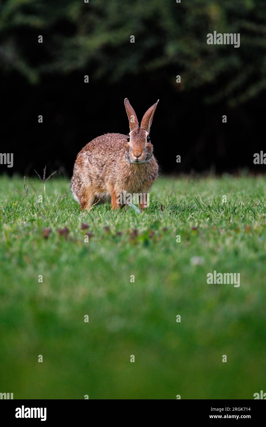 Old world rabbit (Oryctolagus cuniculus) in grass in Piemont Stock ...