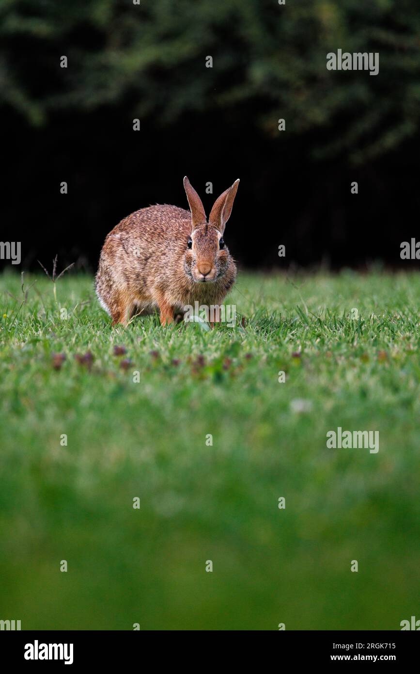 Old world rabbit (Oryctolagus cuniculus) in grass in Piemont Stock ...