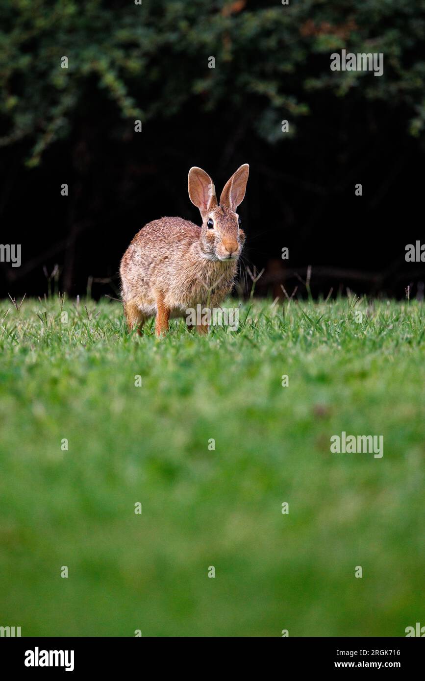 Old world rabbit (Oryctolagus cuniculus) in grass in Piemont Stock ...