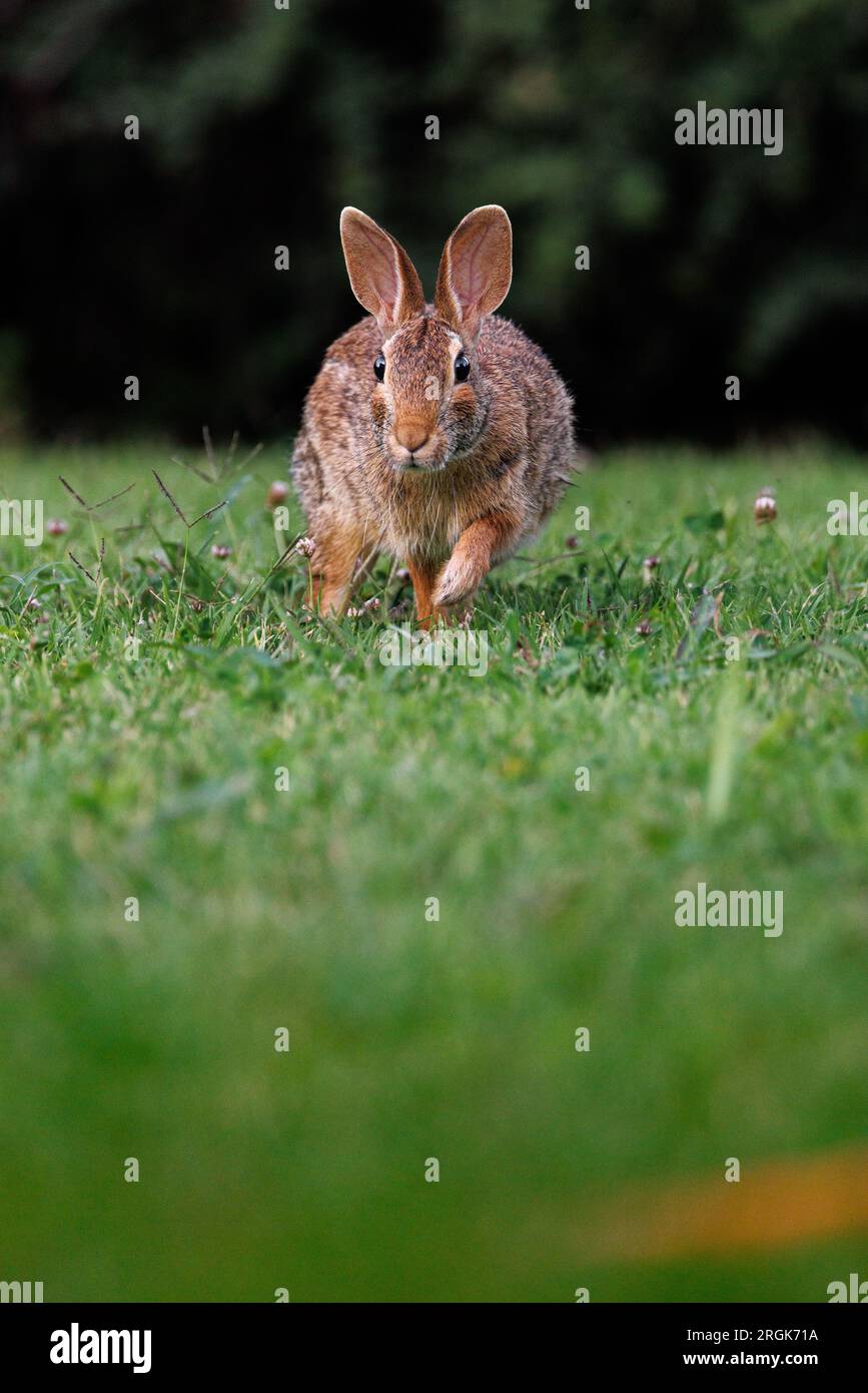 Old world rabbit (Oryctolagus cuniculus) in grass in Piemont Stock ...
