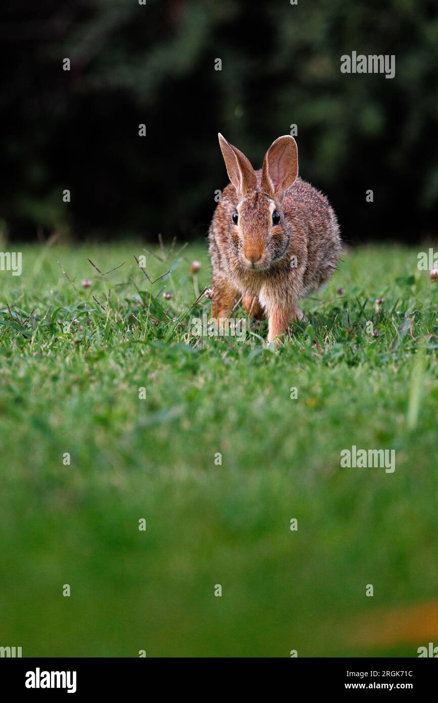 Old world rabbit (Oryctolagus cuniculus) in grass in Piemont Stock ...