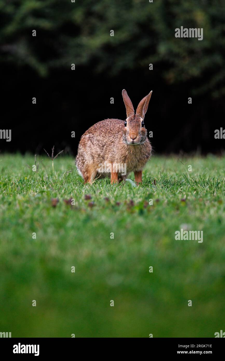 Old world rabbit (Oryctolagus cuniculus) in grass in Piemont Stock ...