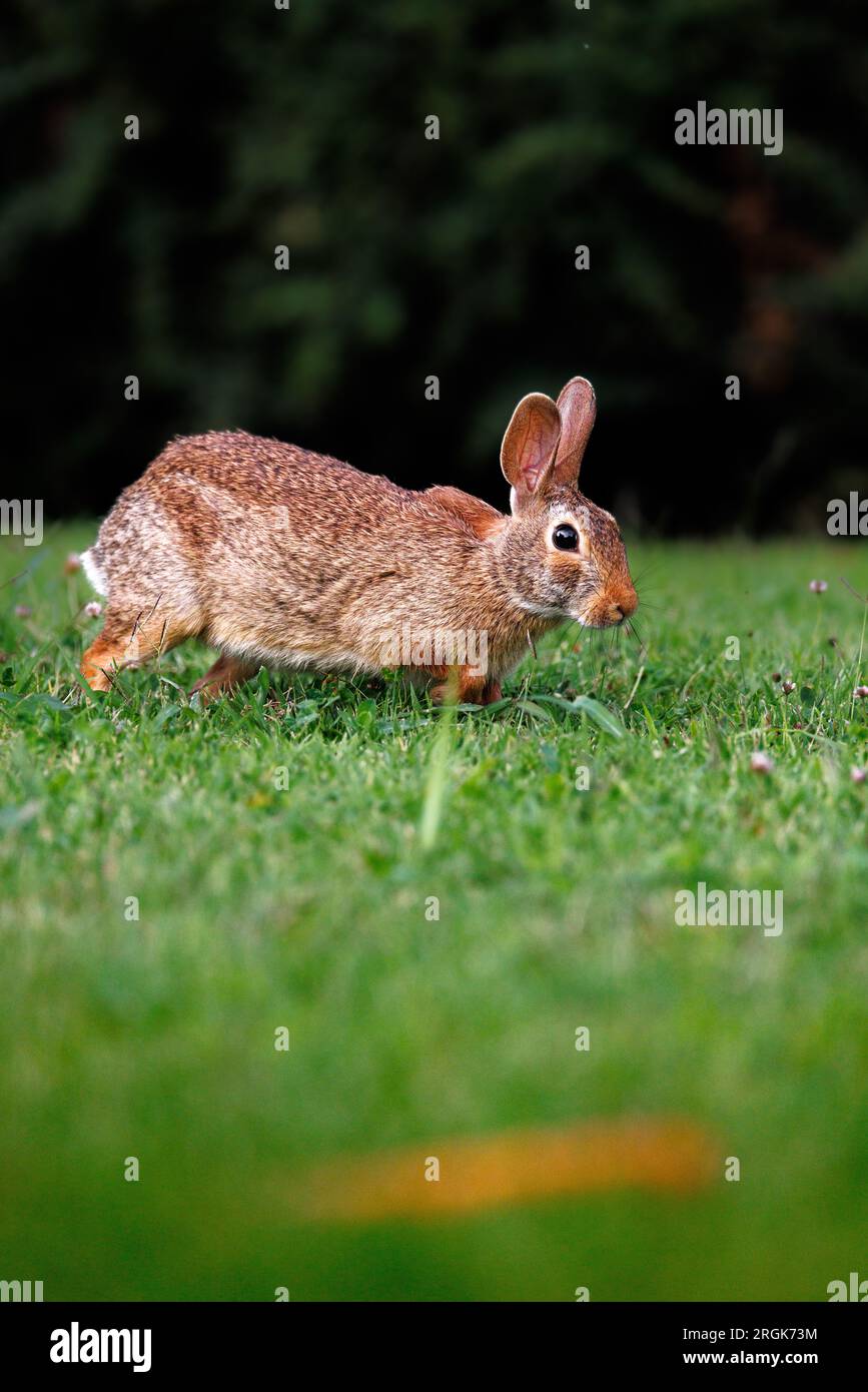 Old world rabbit (Oryctolagus cuniculus) in grass in Piemont Stock ...