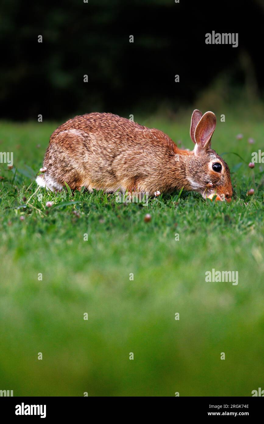 Old world rabbit (Oryctolagus cuniculus) in grass in Piemont Stock ...