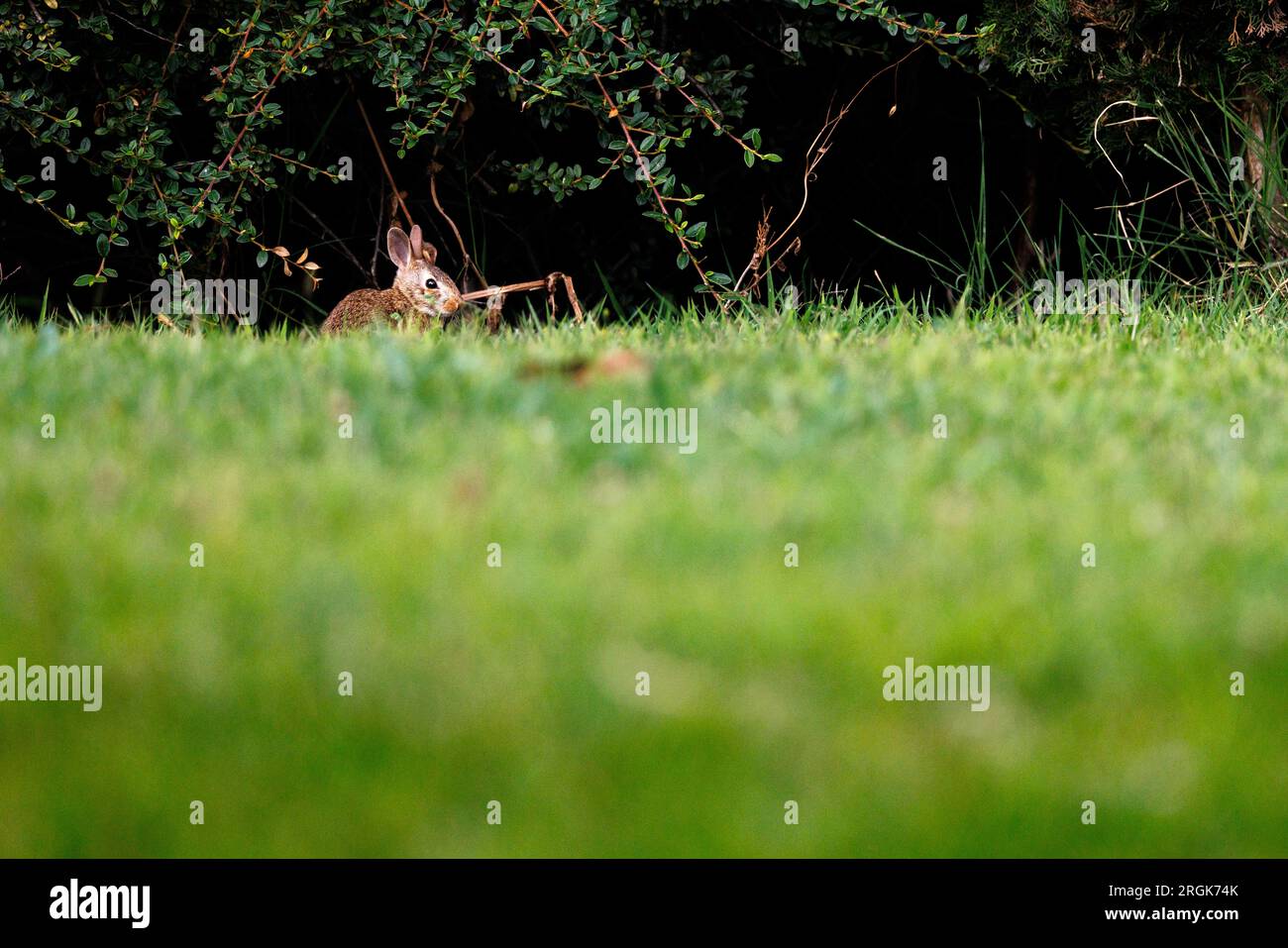 Old world rabbit (Oryctolagus cuniculus) in grass in Piemont Stock ...