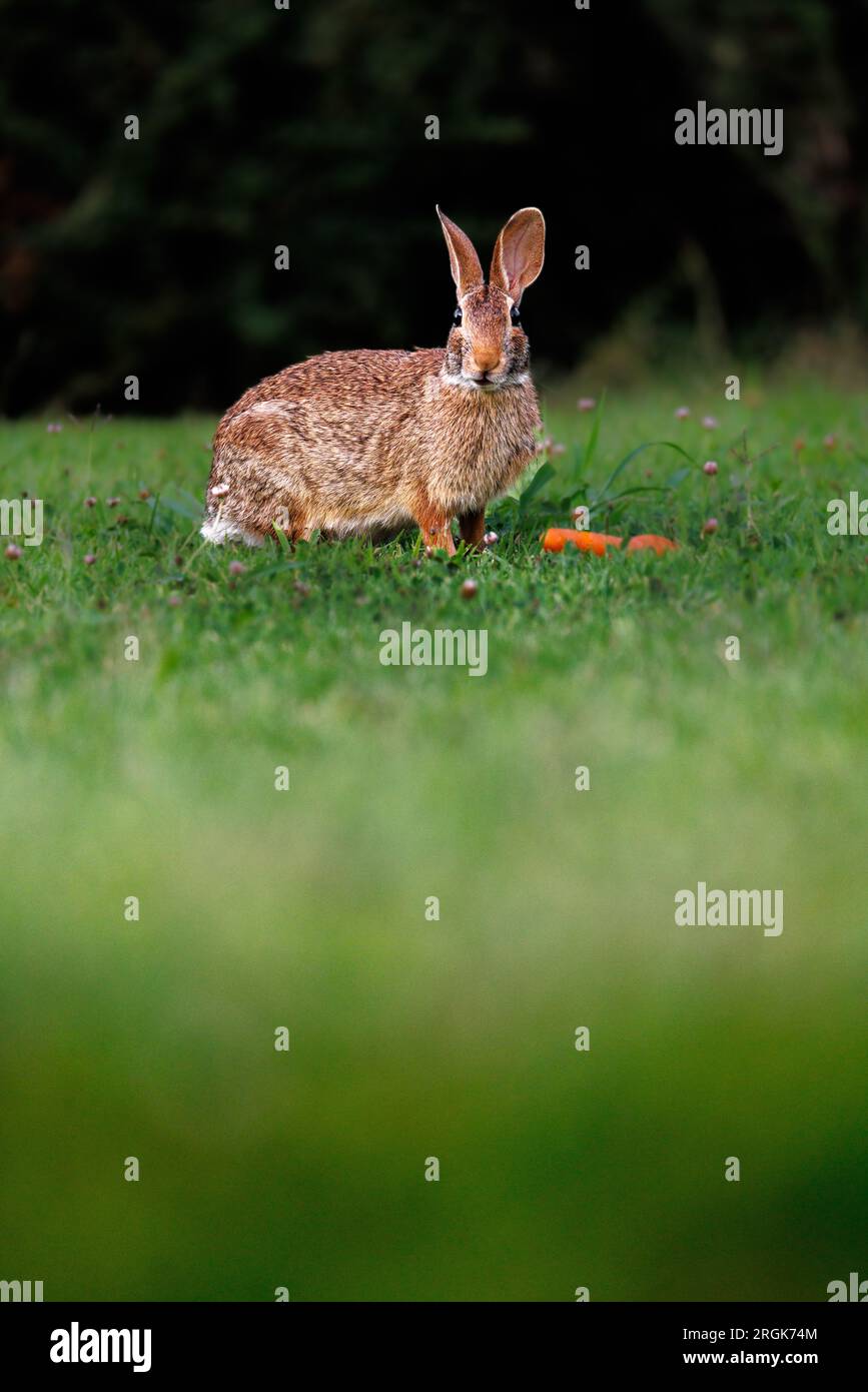 Old world rabbit (Oryctolagus cuniculus) in grass in Piemont Stock ...