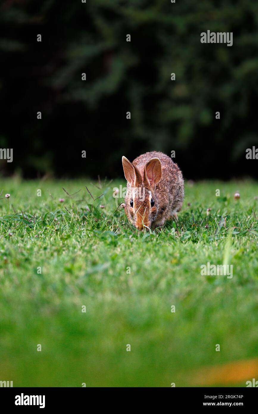 Old world rabbit (Oryctolagus cuniculus) in grass in Piemont Stock ...