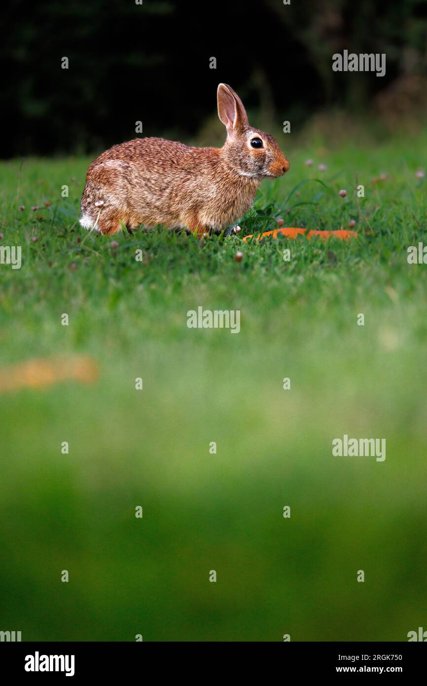 Old world rabbit (Oryctolagus cuniculus) in grass in Piemont Stock ...