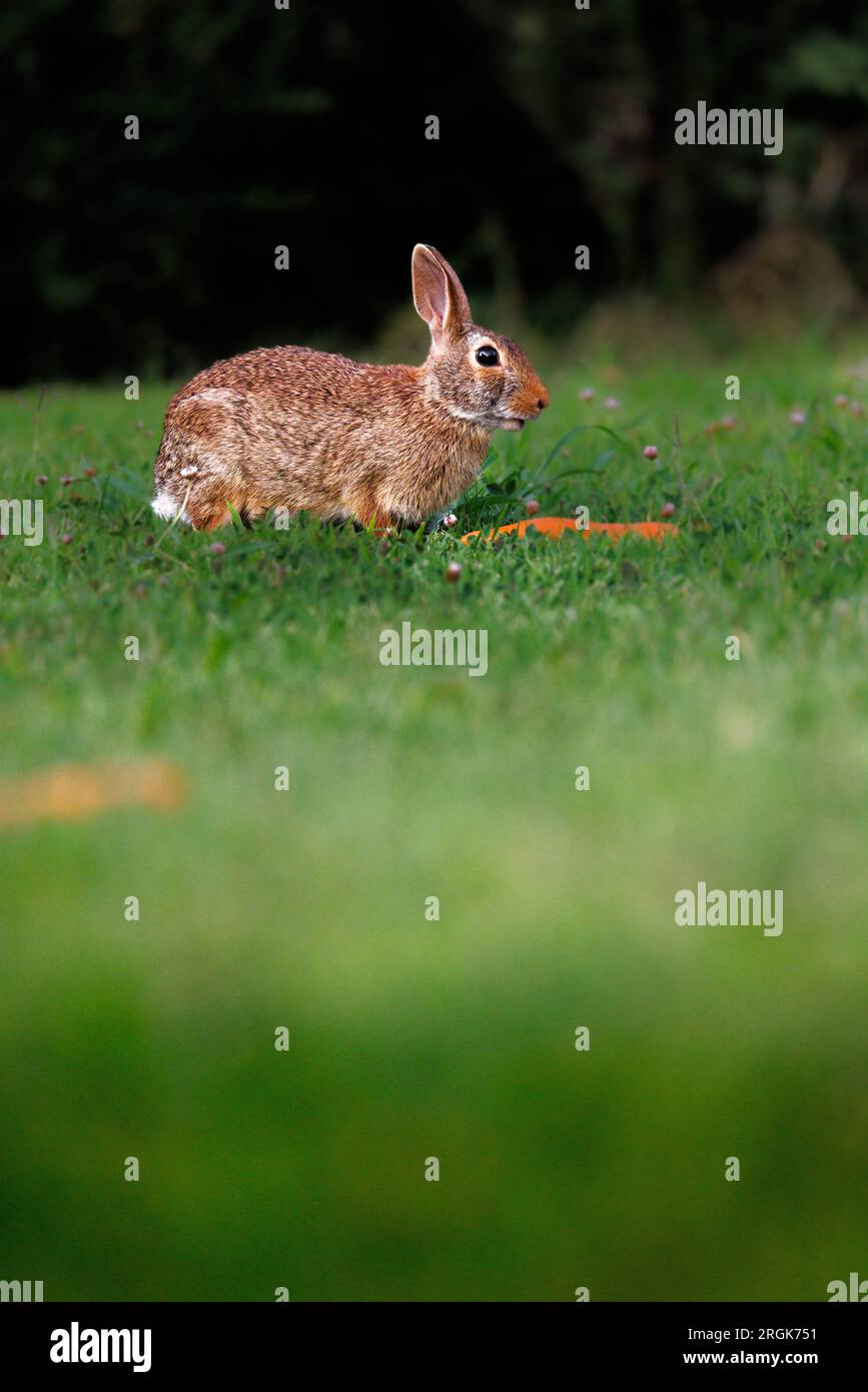 Old world rabbit (Oryctolagus cuniculus) in grass in Piemont Stock ...