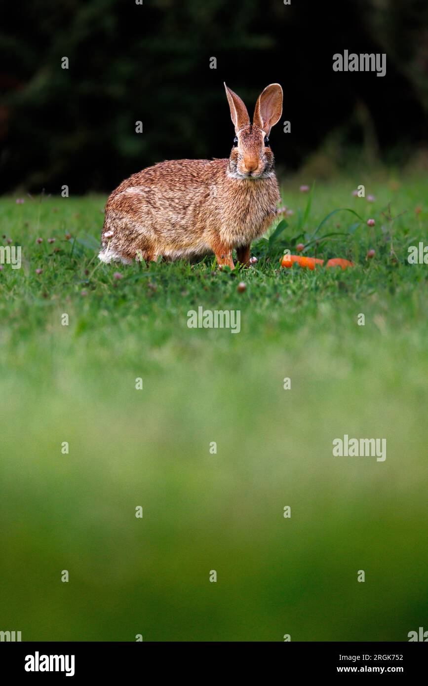 Old world rabbit (Oryctolagus cuniculus) in grass in Piemont Stock ...