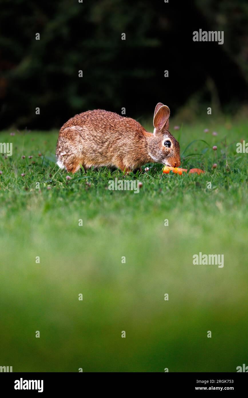 Old world rabbit (Oryctolagus cuniculus) in grass in Piemont Stock ...