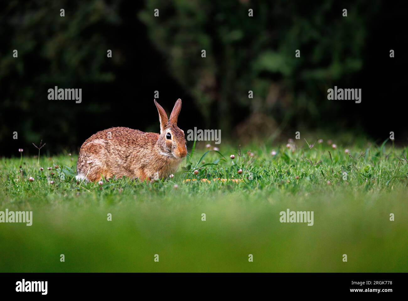 Old world rabbit (Oryctolagus cuniculus) in grass in Piemont Stock ...