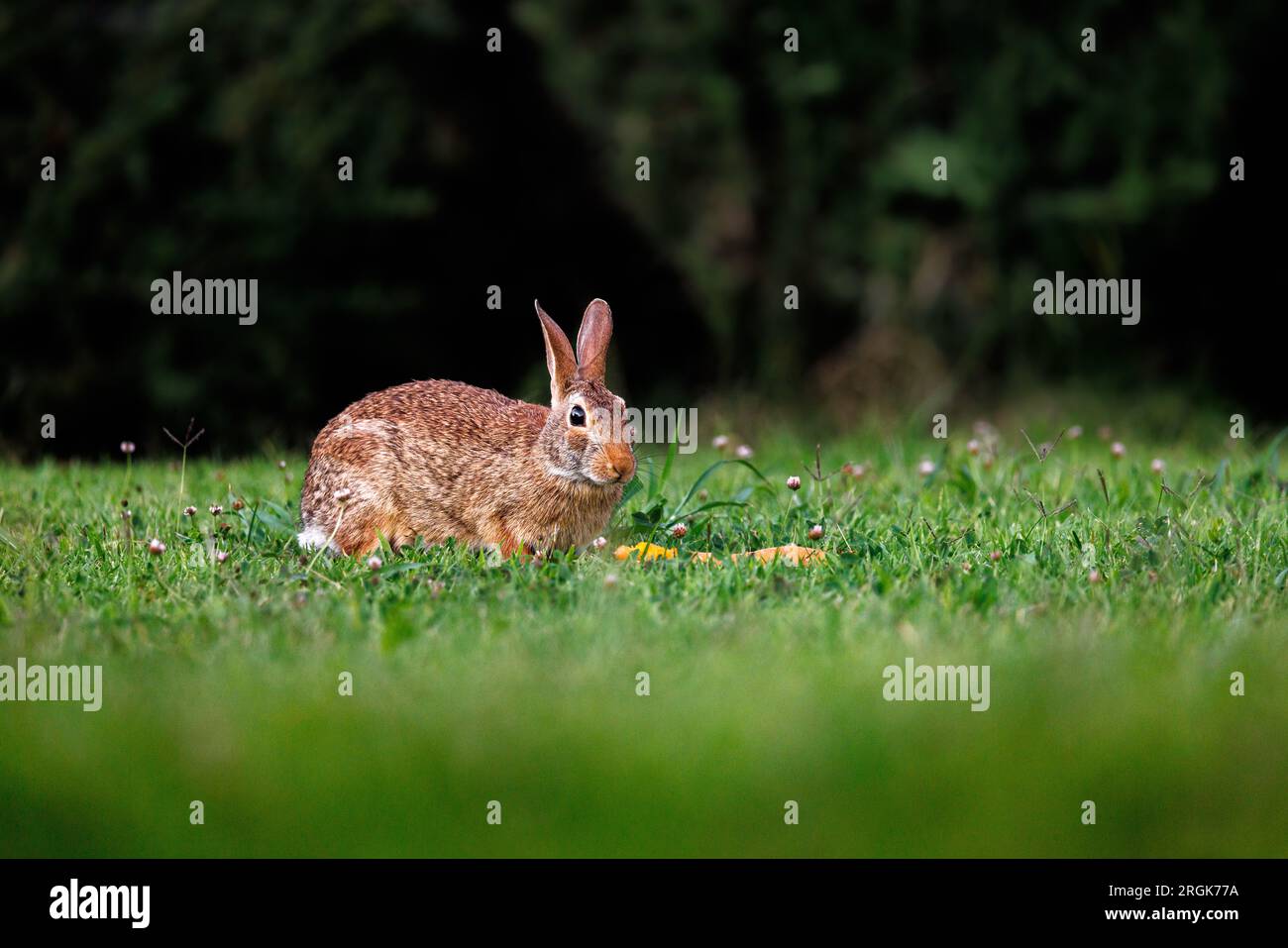 Old world rabbit (Oryctolagus cuniculus) in grass in Piemont Stock ...