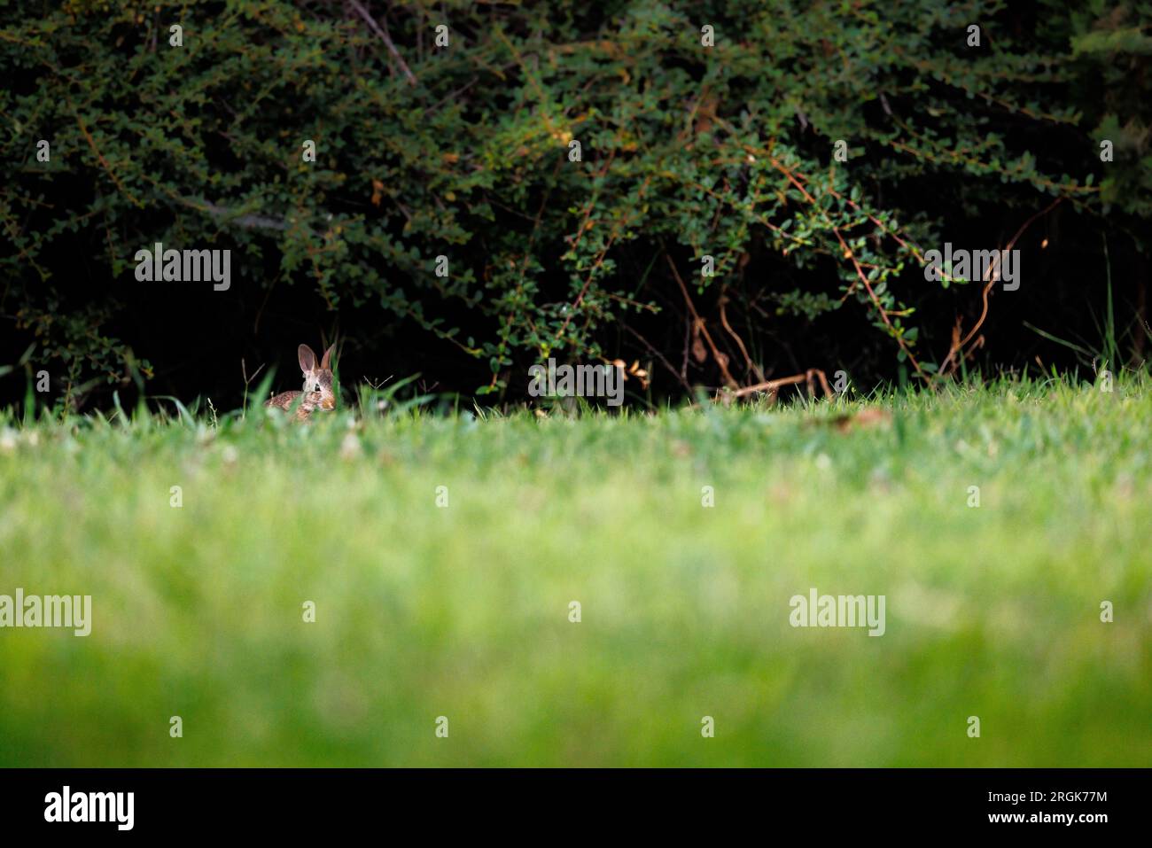 baby Old world rabbit (Oryctolagus cuniculus) in grass in Piemont Stock ...