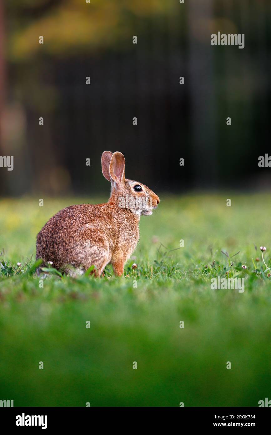 Old world rabbit (Oryctolagus cuniculus) in grass in Piemont Stock ...
