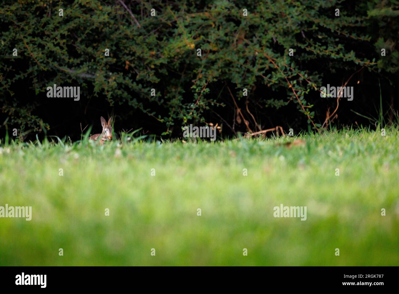 baby Old world rabbit (Oryctolagus cuniculus) in grass in Piemont Stock ...