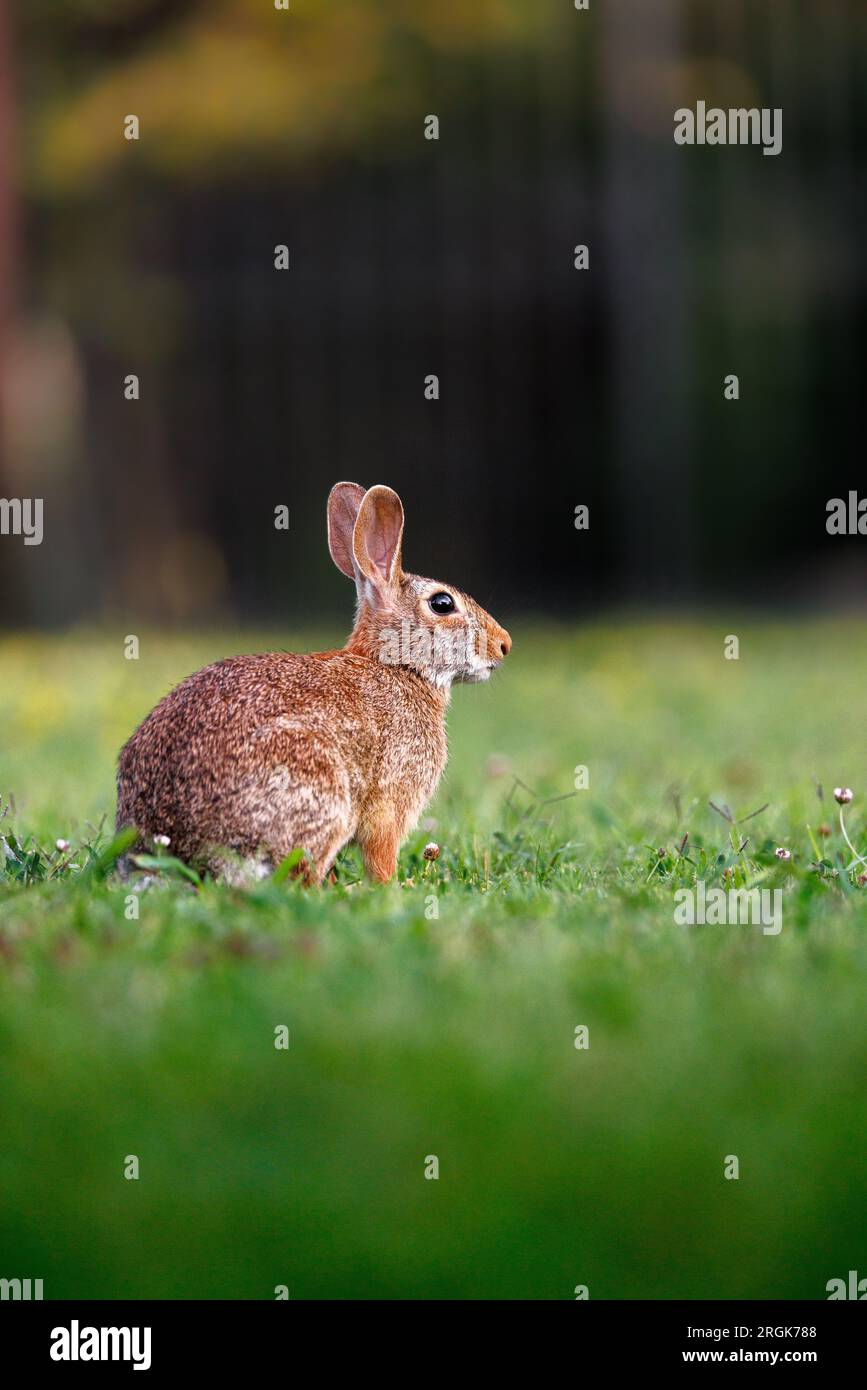 Old world rabbit (Oryctolagus cuniculus) in grass in Piemont Stock ...