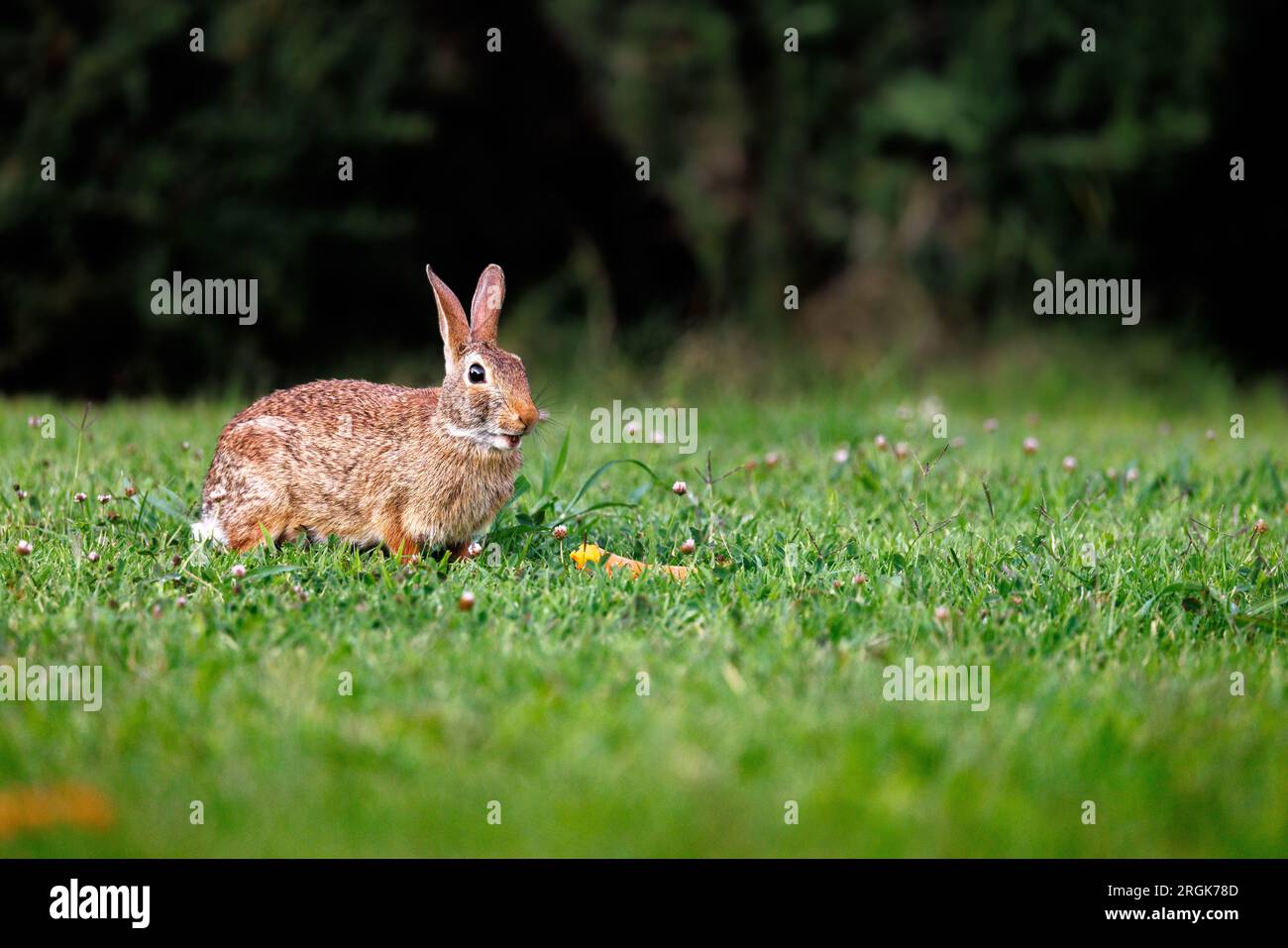 Old world rabbit (Oryctolagus cuniculus) in grass in Piemont Stock ...