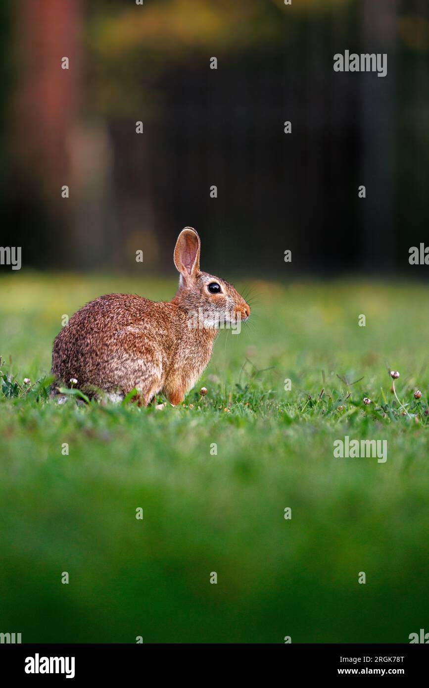 Old world rabbit (Oryctolagus cuniculus) in grass in Piemont Stock ...