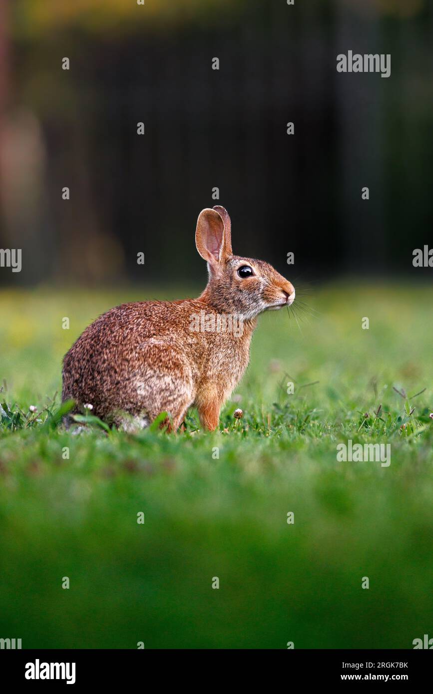 Old world rabbit (Oryctolagus cuniculus) in grass in Piemont Stock ...