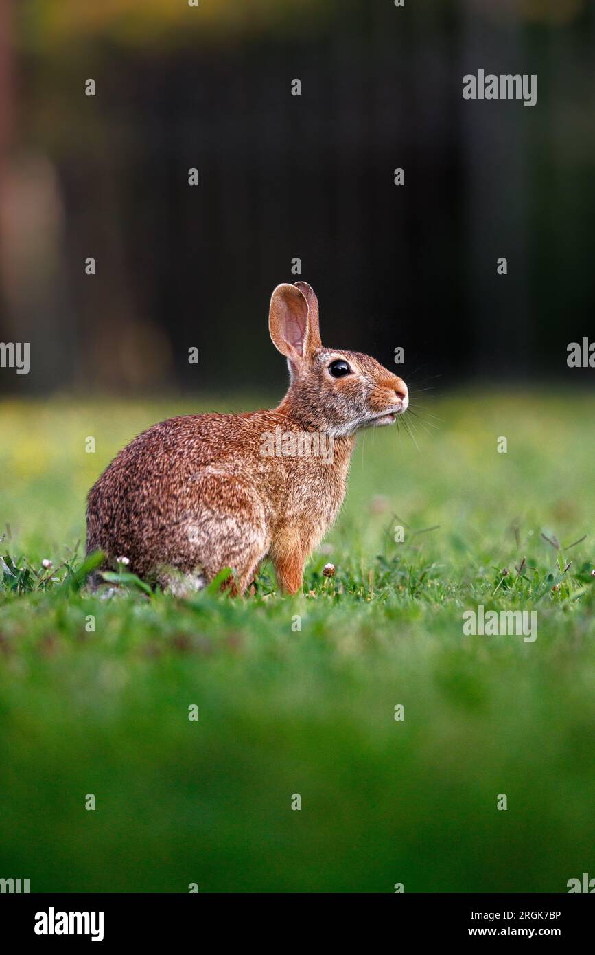 Old world rabbit (Oryctolagus cuniculus) in grass in Piemont Stock ...