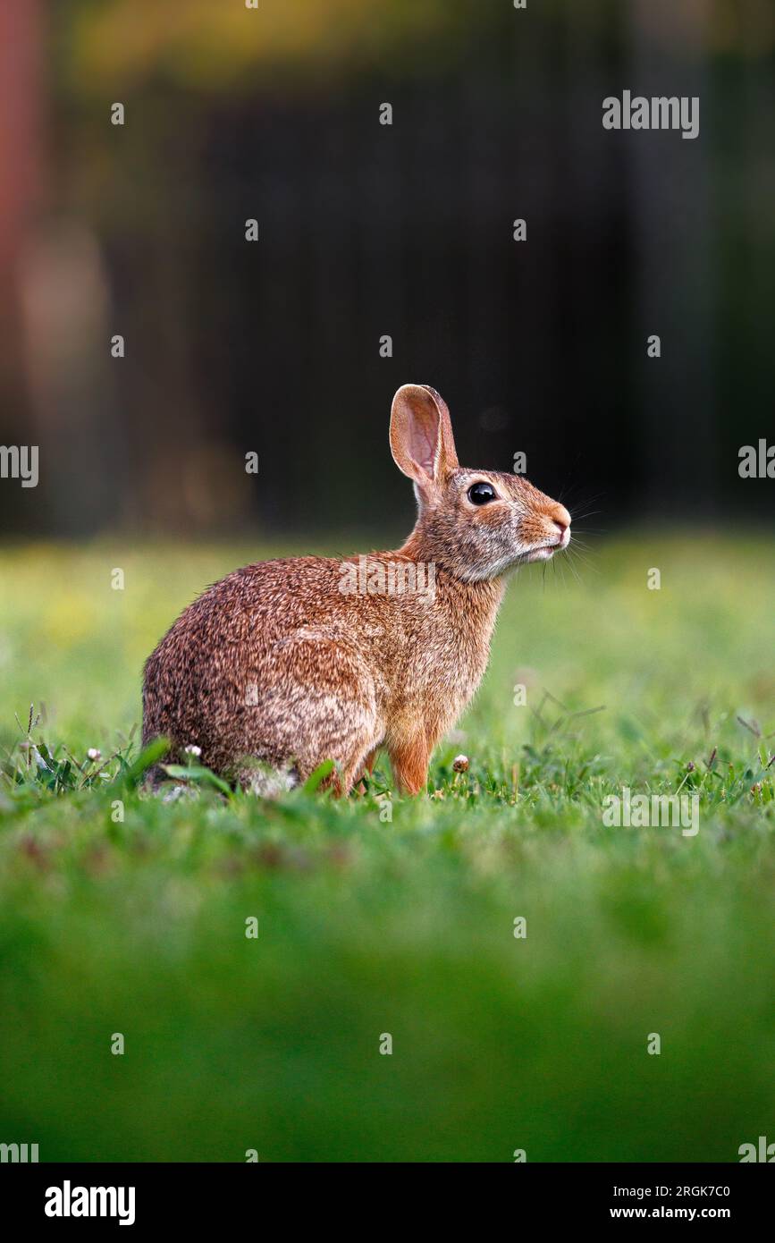 Old world rabbit (Oryctolagus cuniculus) in grass in Piemont Stock ...