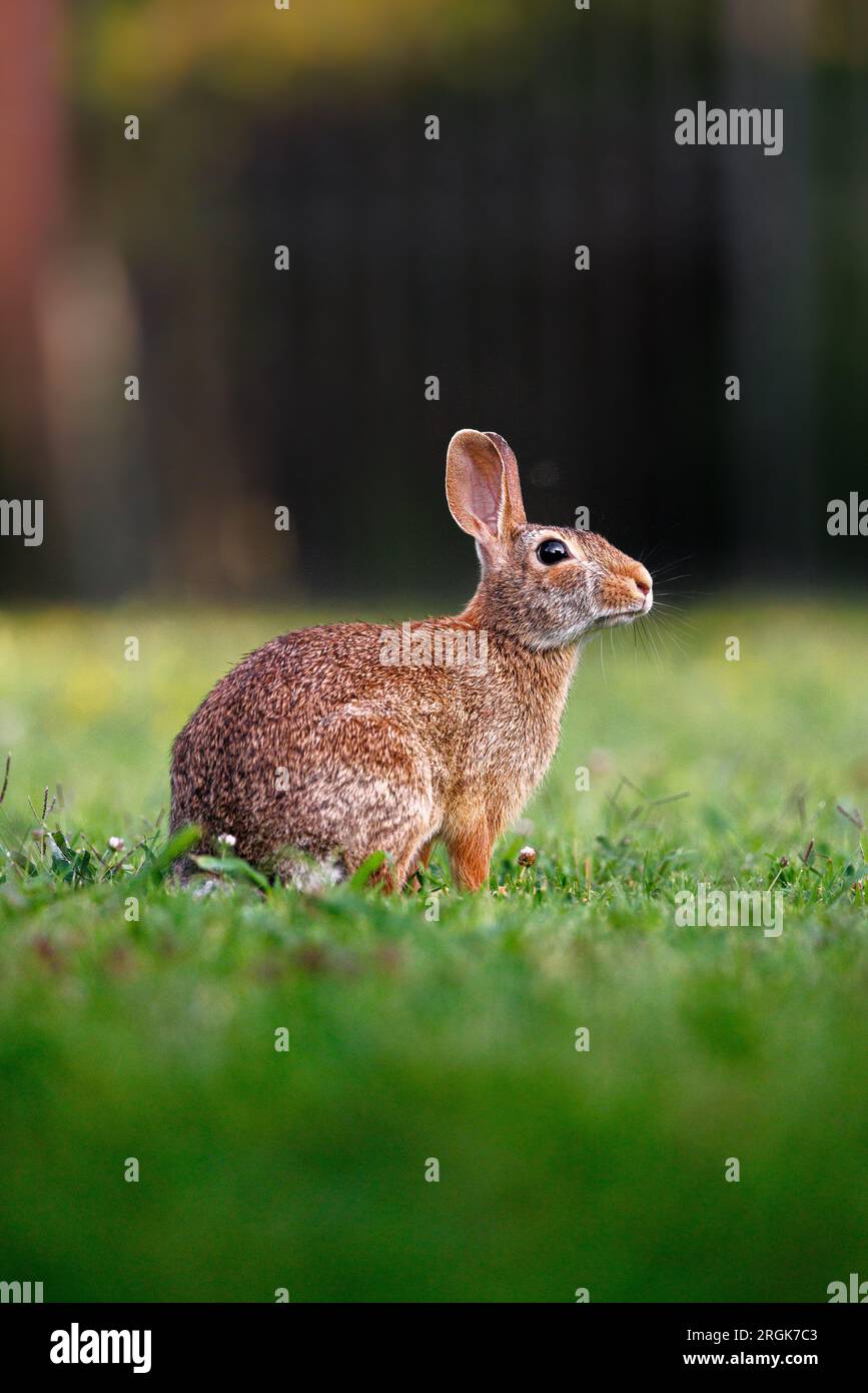 Old world rabbit (Oryctolagus cuniculus) in grass in Piemont Stock ...