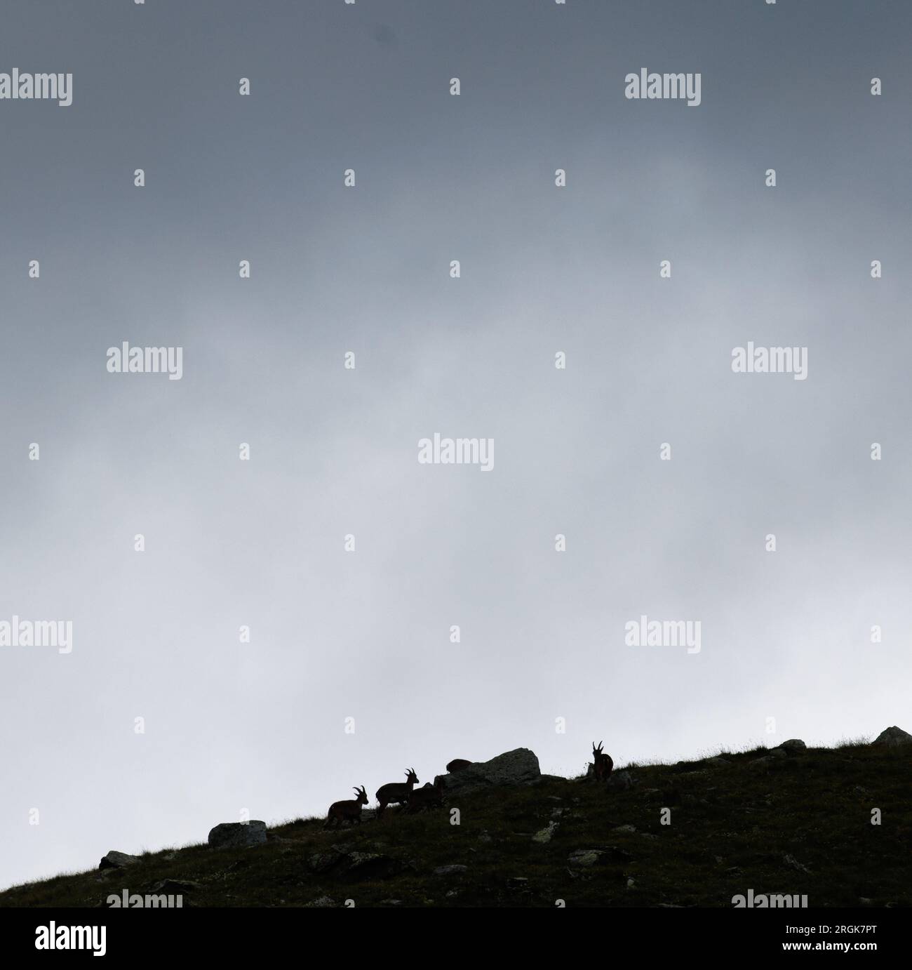 silhouette of a herd of ibex in Val d'Anniviers, Valais Stock Photo - Alamy