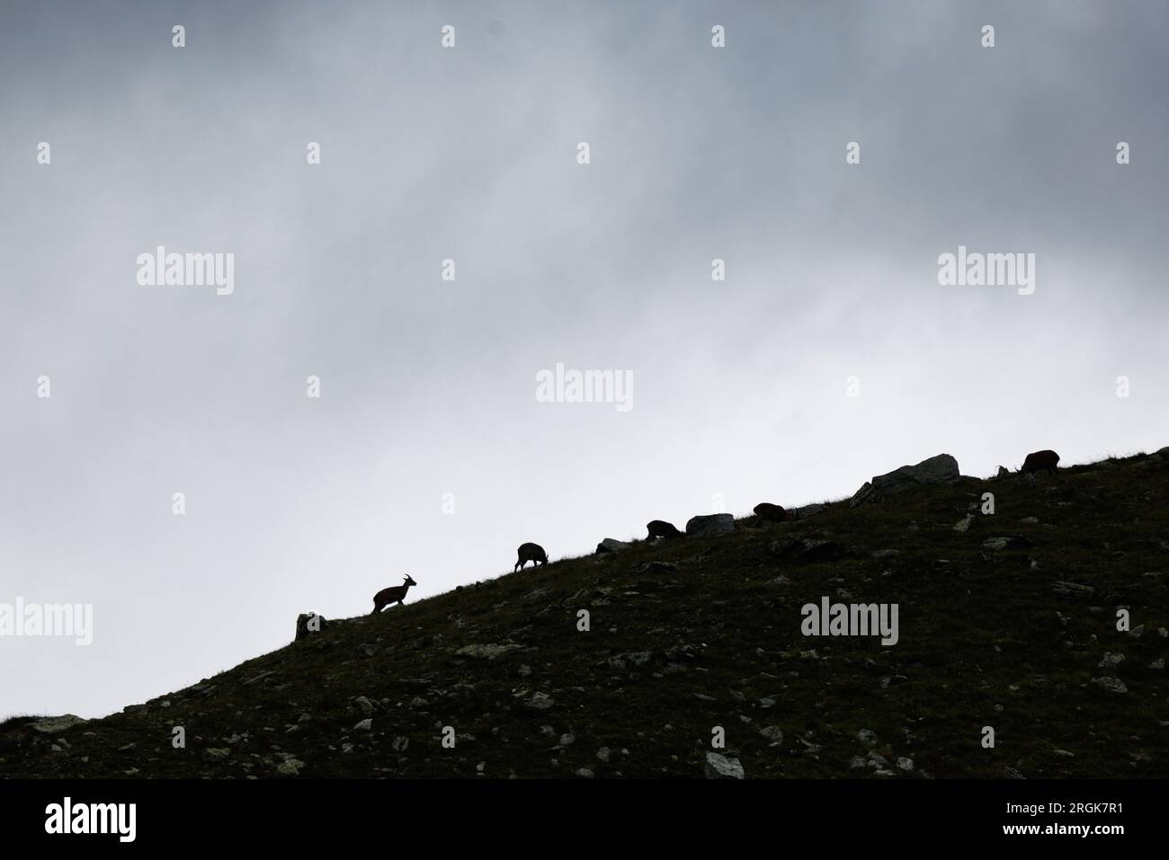 silhouette of a herd of ibex in Val d'Anniviers, Valais Stock Photo - Alamy