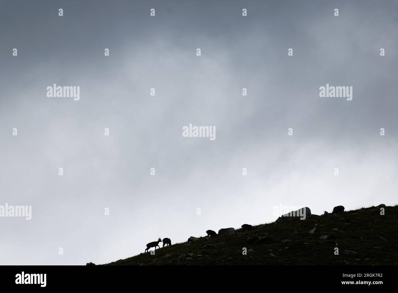 silhouette of a herd of ibex in Val d'Anniviers, Valais Stock Photo - Alamy