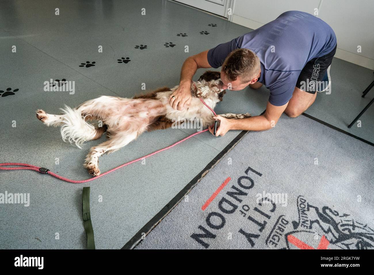 An owner is reunited with his Springer Spaniels at the Heathrow Animal ...