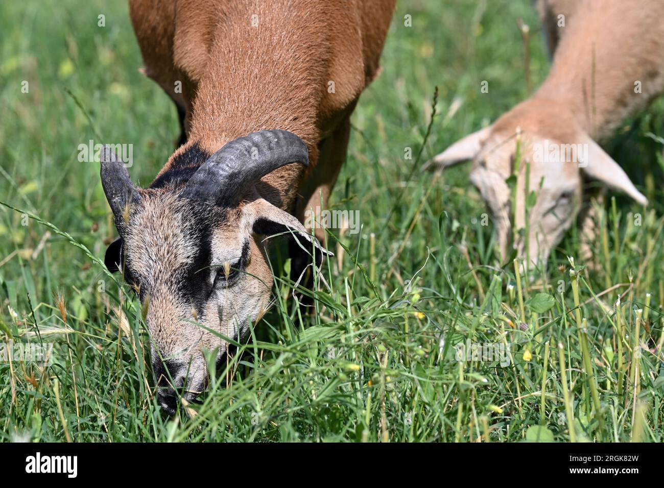 Brown hair sheep without wool grazing on grass Stock Photo - Alamy
