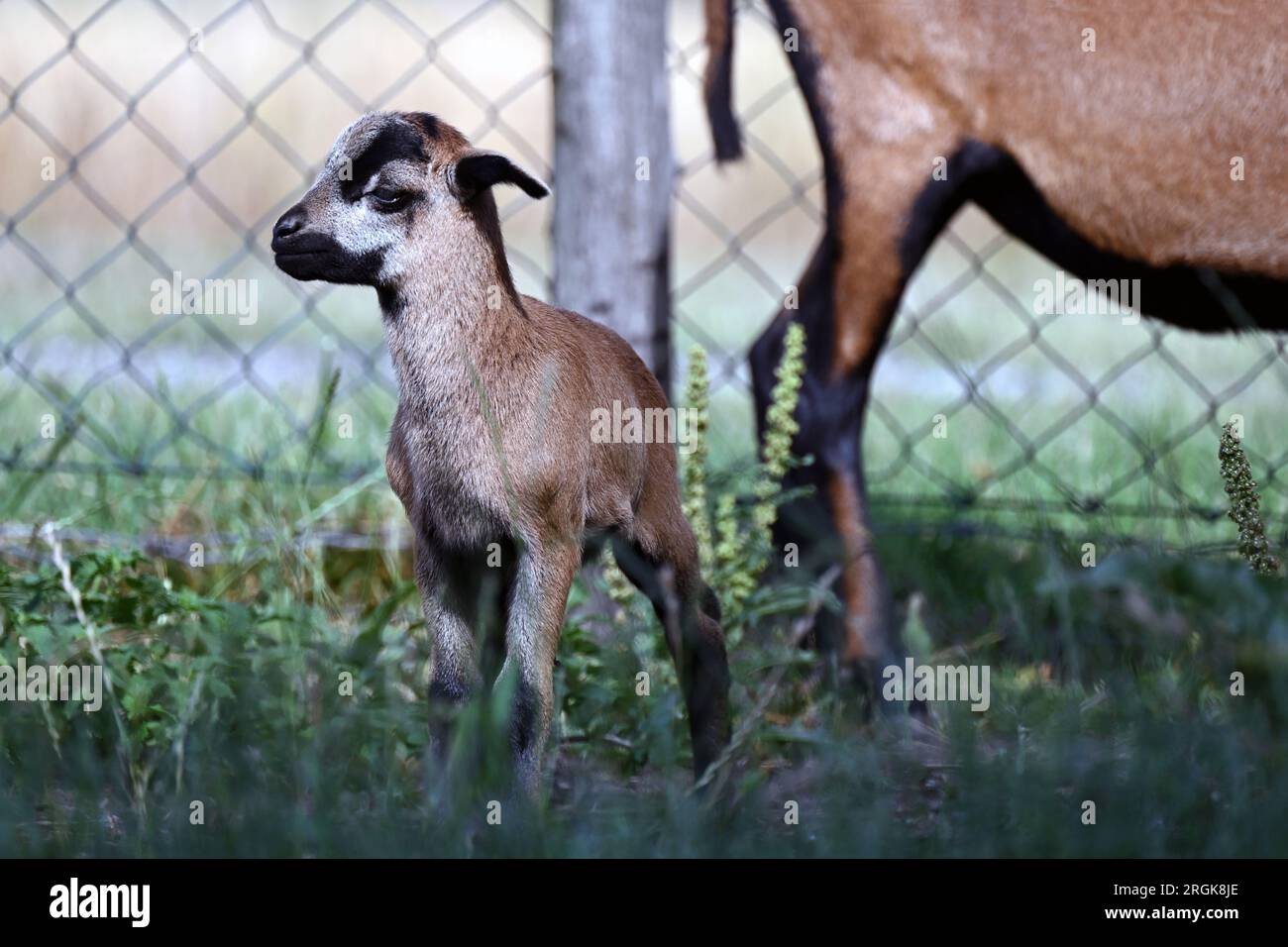 Hairy sheep breed hi-res stock photography and images - Alamy