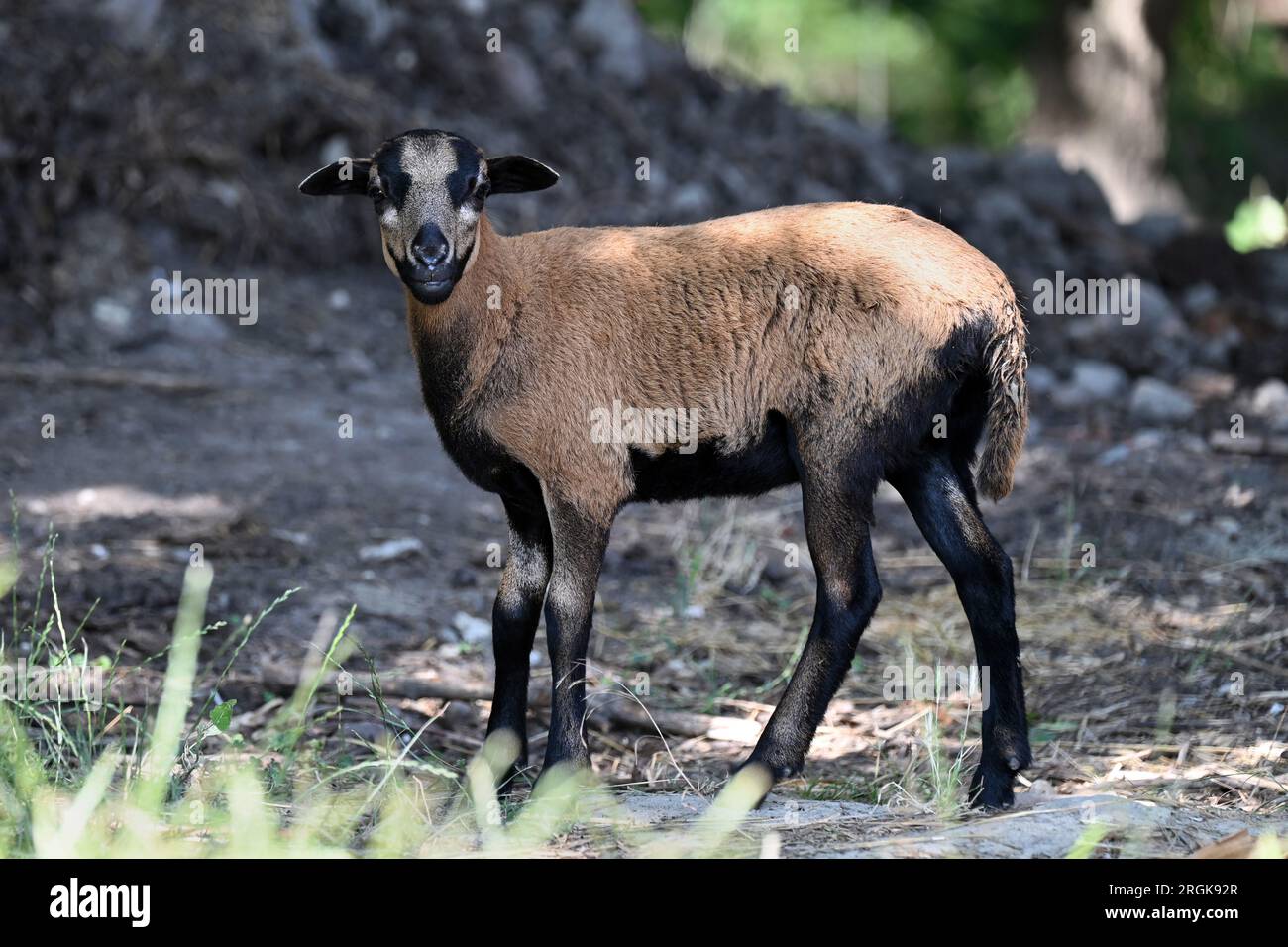 Belly hair hi-res stock photography and images - Alamy