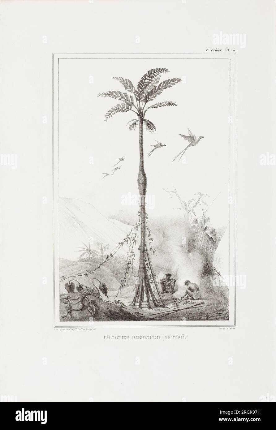 Cocotier barrigudo (ventrû) 1834 by Jean-Baptiste Debret Stock Photo ...