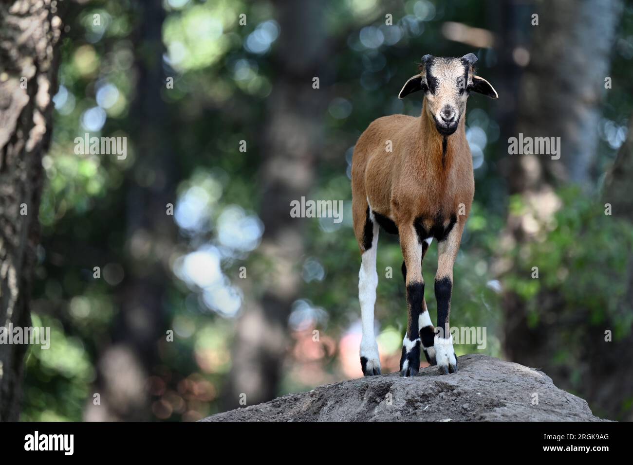 Young brown hair sheep without wool and with horns standing on small ...