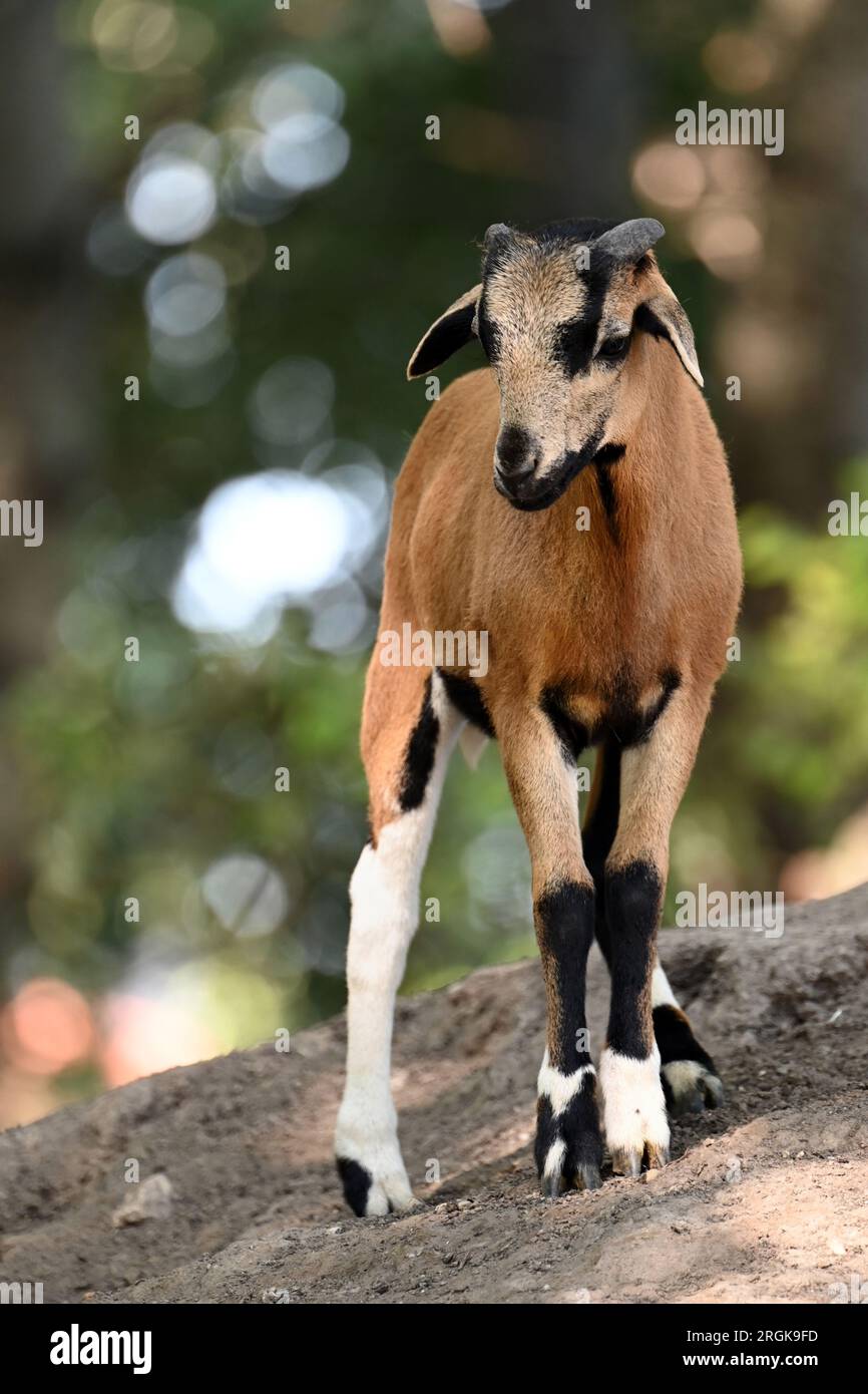 Lamb small horns hi-res stock photography and images - Alamy