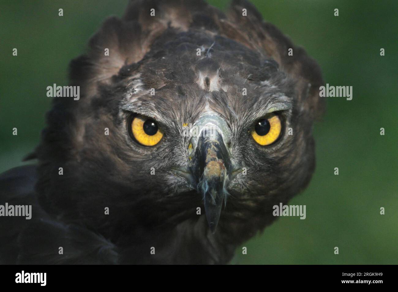 Angry eagle hi-res stock photography and images - Alamy