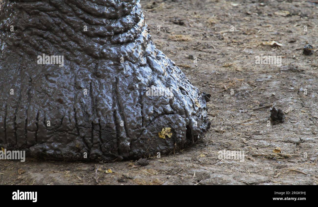 Elephant footprint hi-res stock photography and images - Alamy