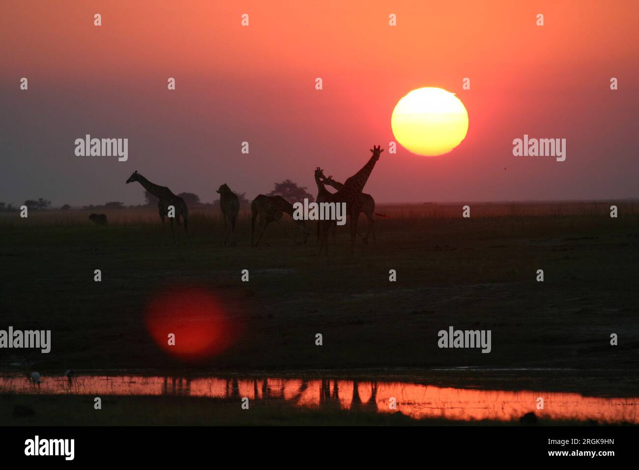 High veldt hi-res stock photography and images - Alamy