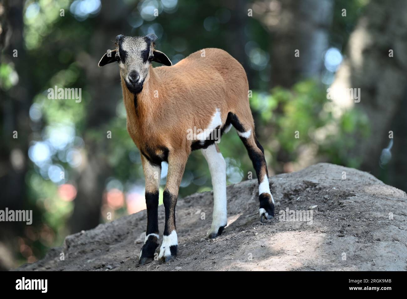 Lamb small horns hi-res stock photography and images - Alamy