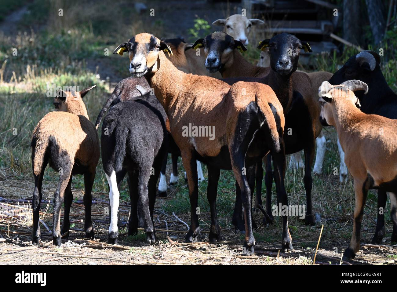 Hairy sheep breed hi-res stock photography and images - Alamy