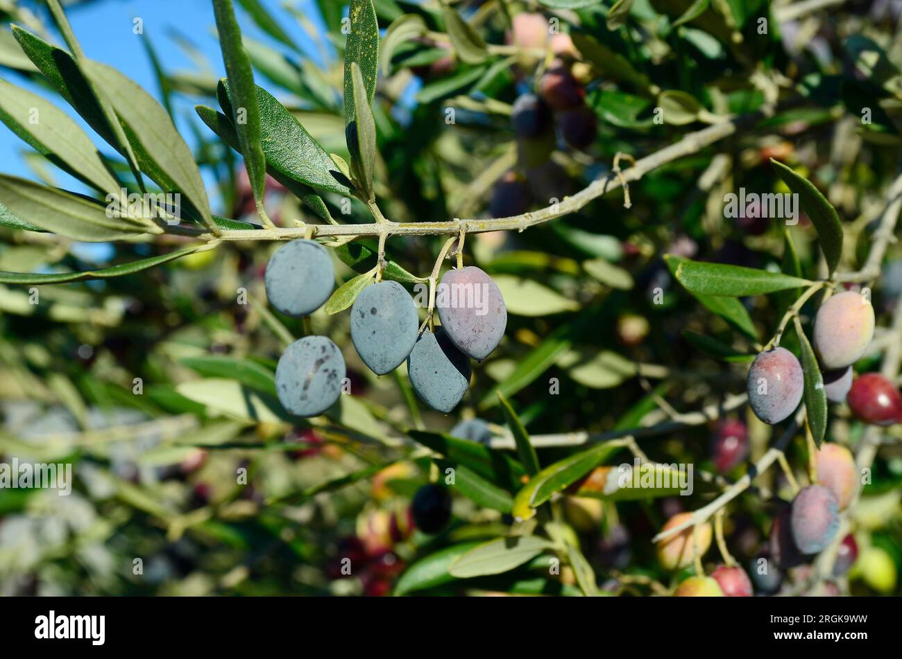 Greece, ripe blue olive fruits Stock Photo - Alamy