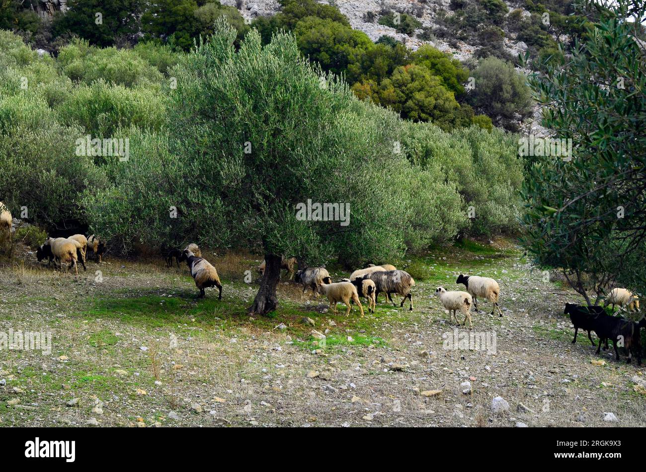 Animals of crete hi-res stock photography and images - Alamy