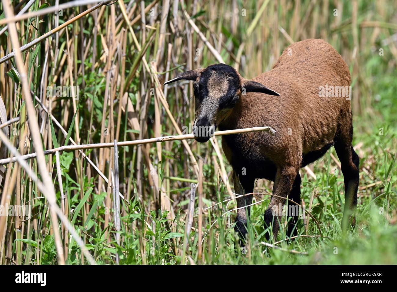 Belly hair hi-res stock photography and images - Alamy