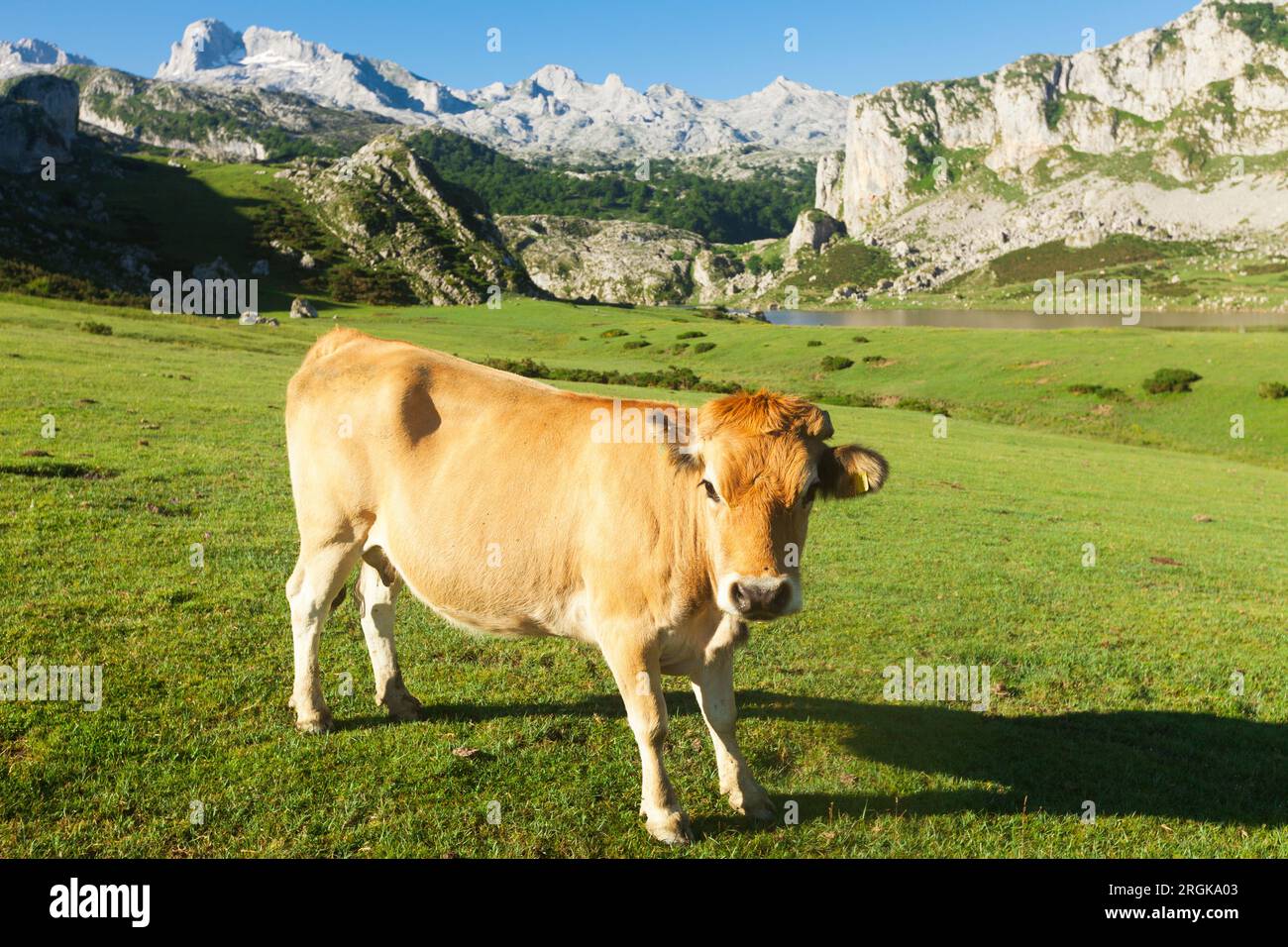 mountain cow sits on a lawn in a national park Stock Photo - Alamy
