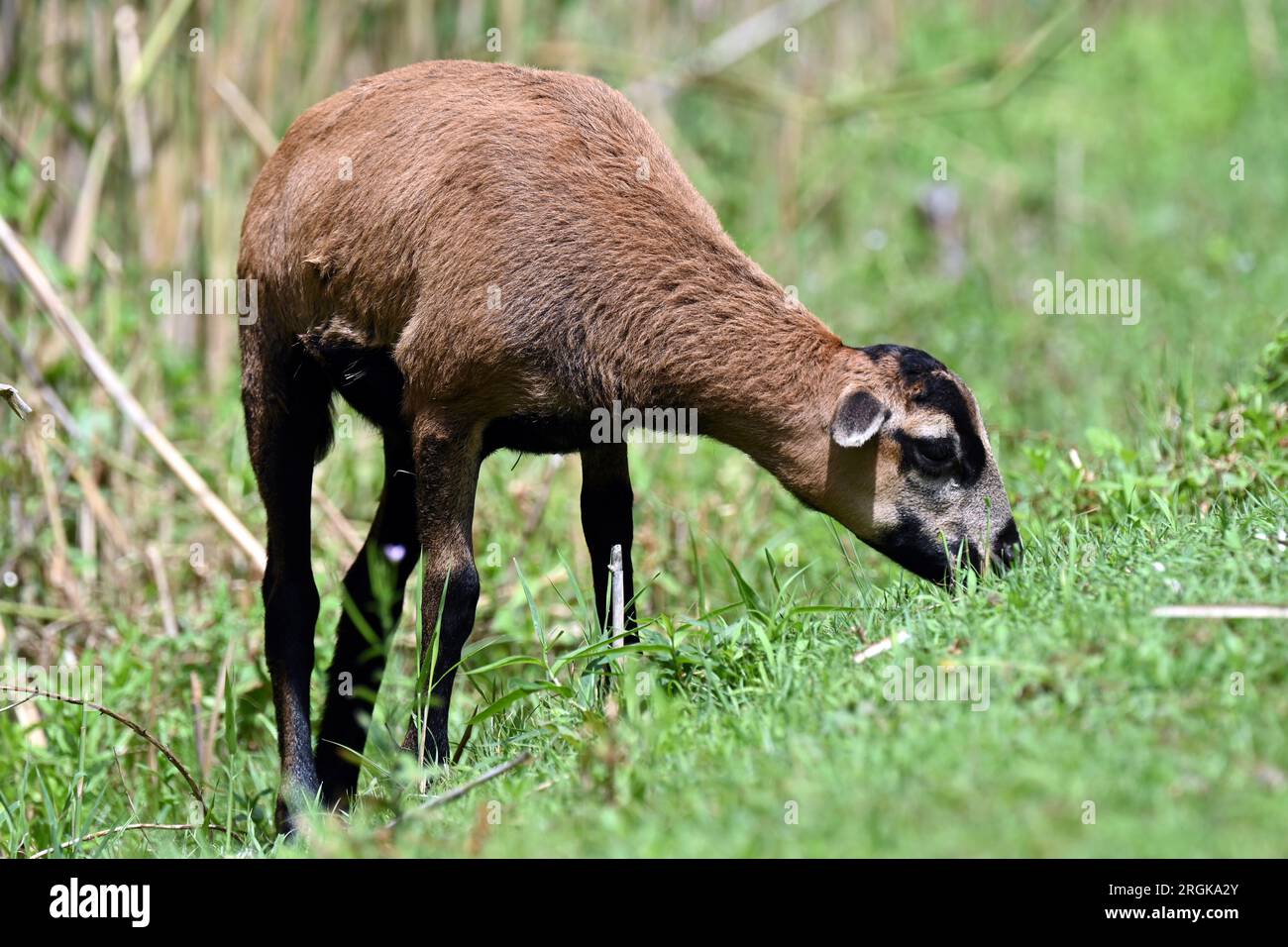 Barbados brown with black belly hair sheep without wool grazing on ...